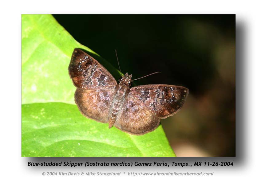Studded Blue-skipper