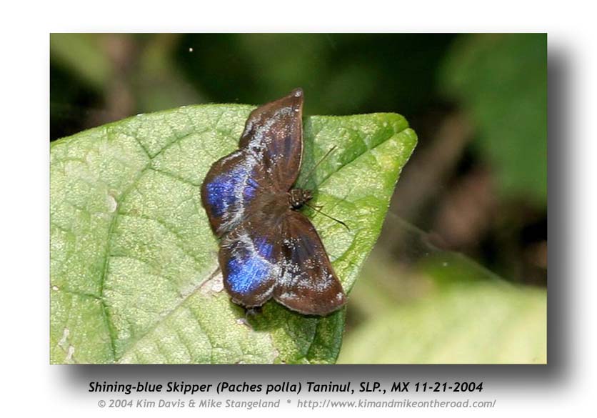 Shining Blue-skipper