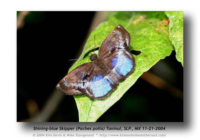 Shining Blue-skipper