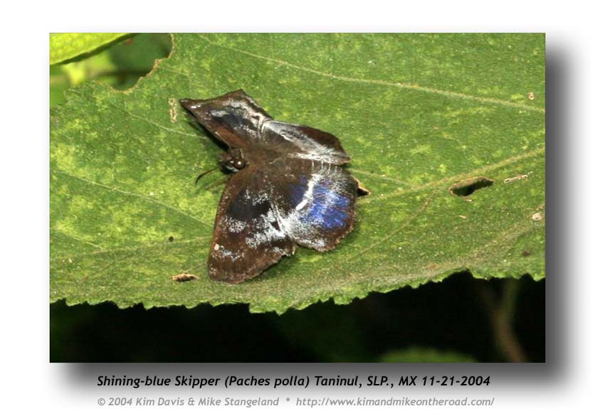 Shining Blue-skipper