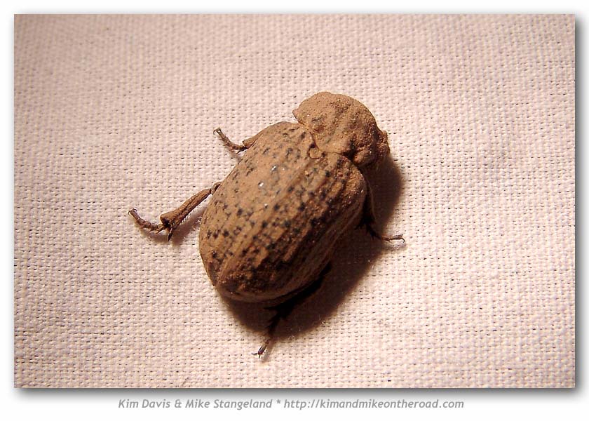 Omorgus suberosus (Hide Beetle)
