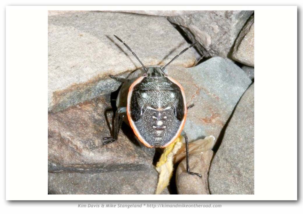 Chlorochroa sayi (maybe) nymph (Say's Stink Bug)