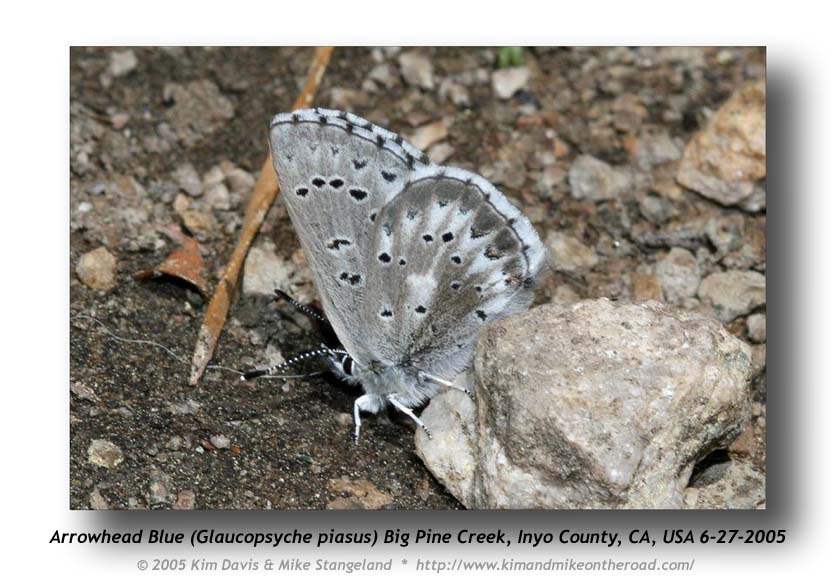 Arrowhead Blue