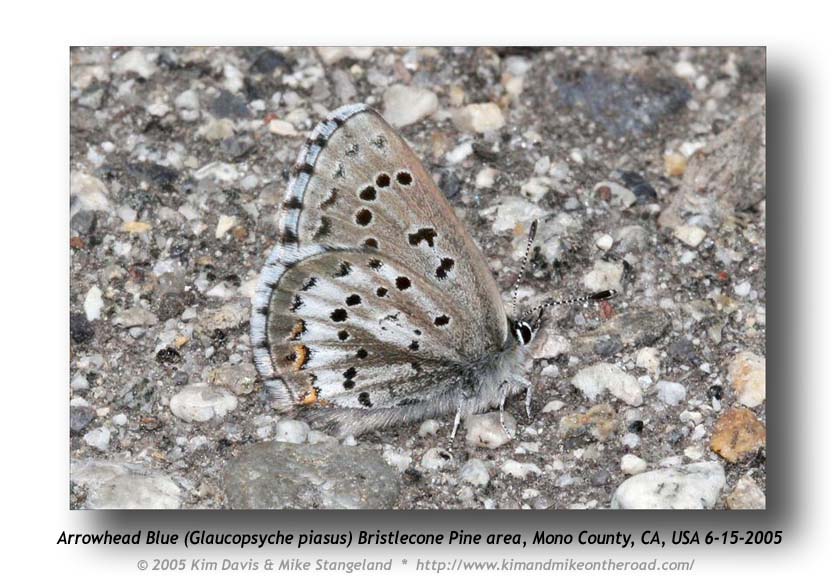 Arrowhead Blue