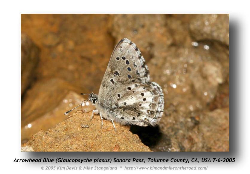 Arrowhead Blue