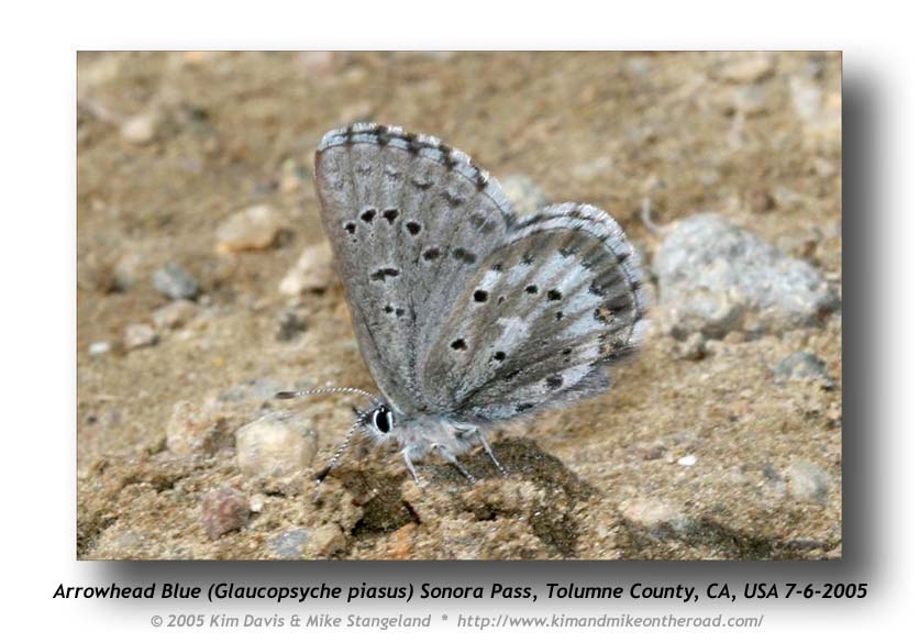 Arrowhead Blue