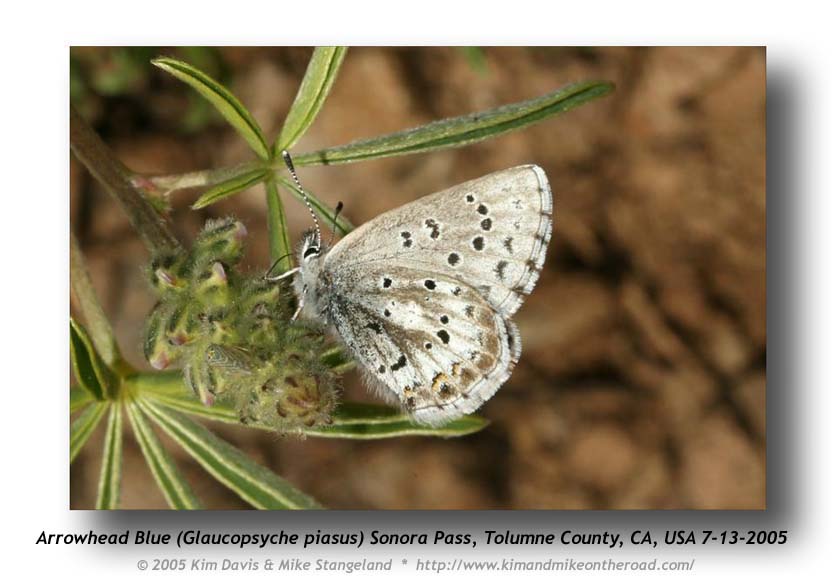 Arrowhead Blue
