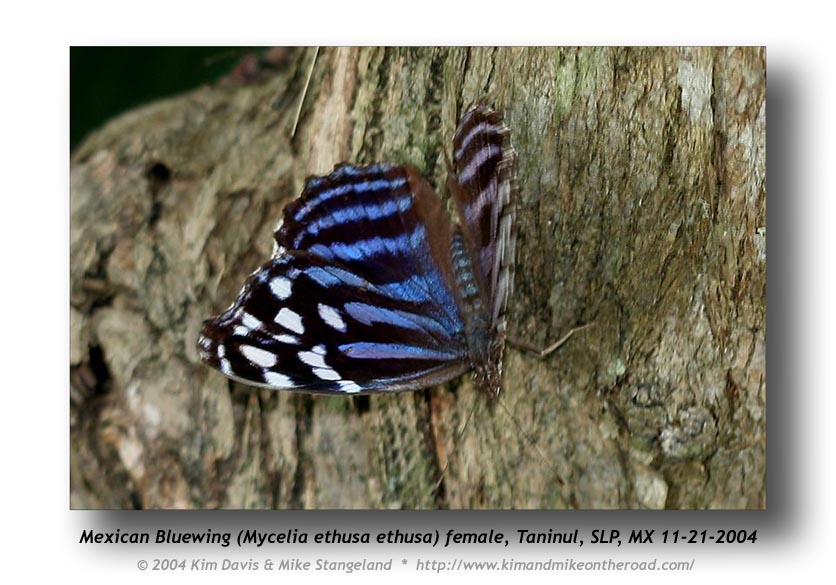 Mexican Bluewing
