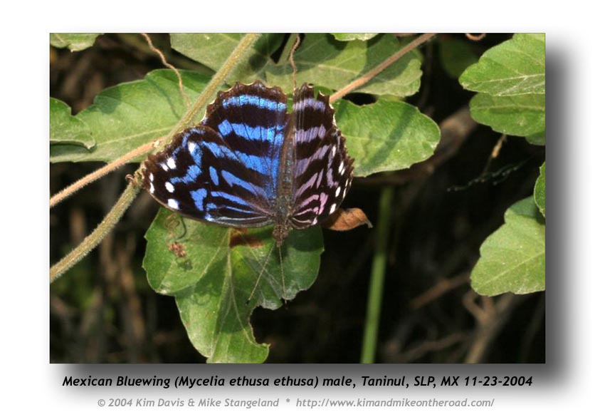 Mexican Bluewing