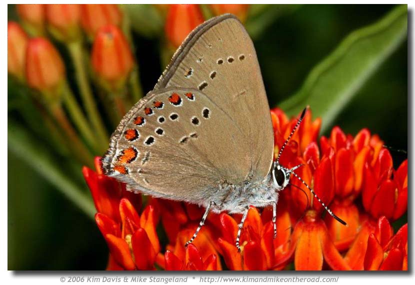 Coral Hairstreak