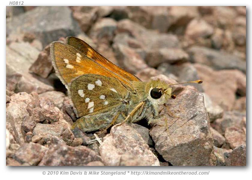 Hesperia pahaska williamsi (Pahaska Skipper)
