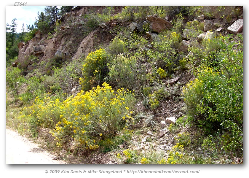 Hesperia woodgatei (Typical segregate) (Apache Skipper)