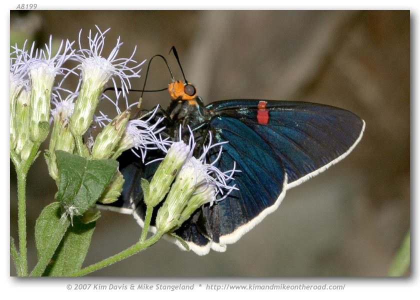 Phocides polybius lilea (Guava Skipper)