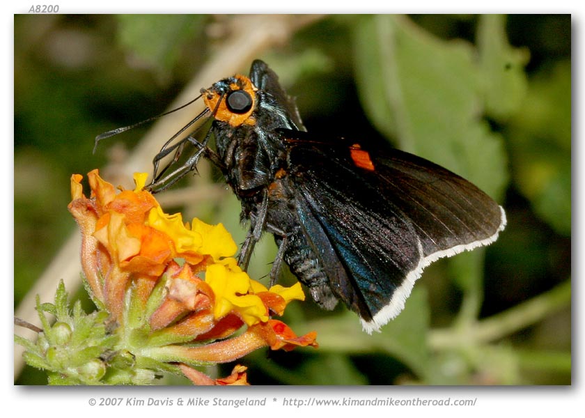 Phocides polybius lilea (Guava Skipper)