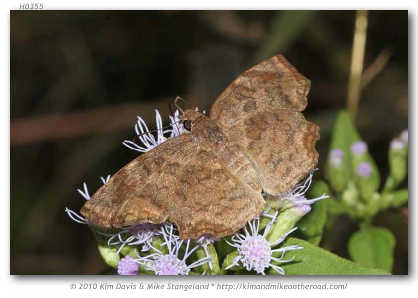 Antigonus erosus (Common Spurwing)