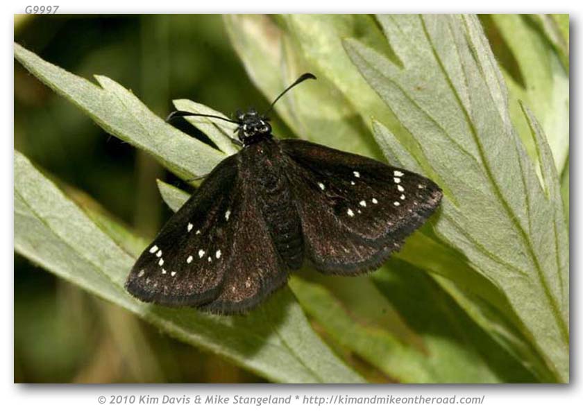 Pholisora catullus (Common Sootywing)