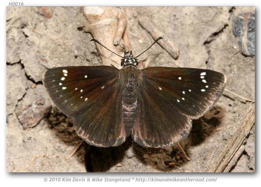 Pholisora catullus (Common Sootywing)