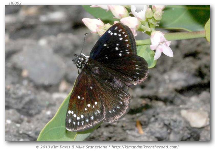 Pholisora catullus (Common Sootywing)