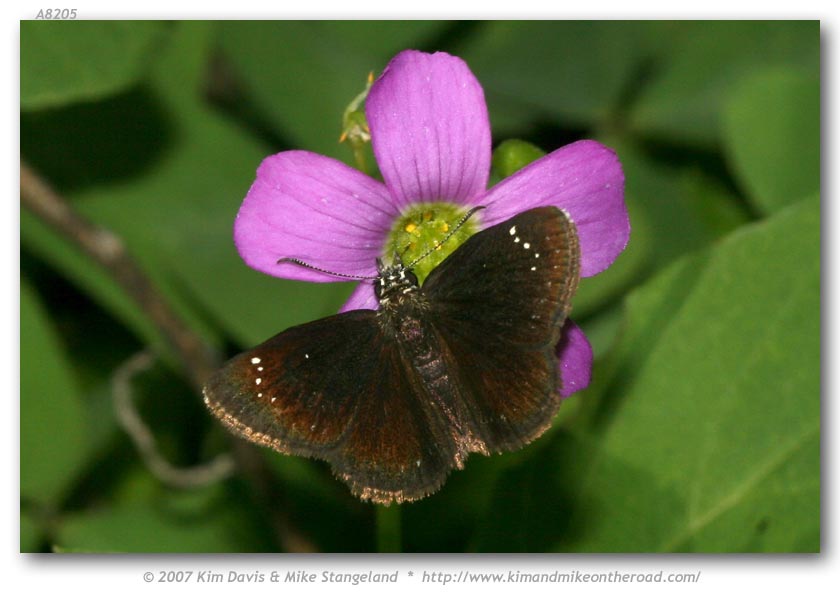 Pholisora catullus (Common Sootywing)