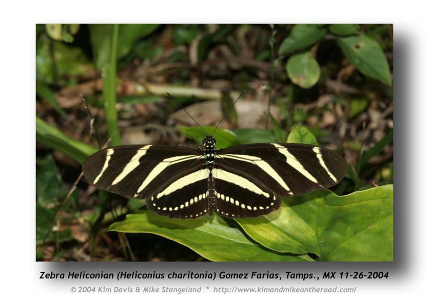 Zebra Heliconian