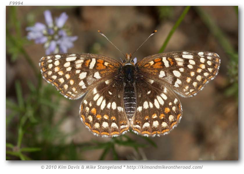 Chlosyne palla (E Columbia Gorge segregate) (Northern Checkerspot)