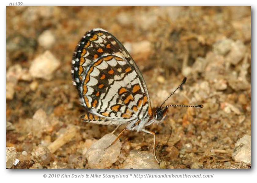Texola elada hepburni (Elada Checkerspot)
