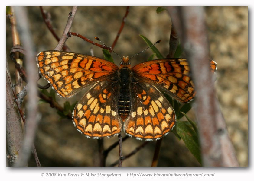 Chlosyne palla australomontana (Northern Checkerspot)