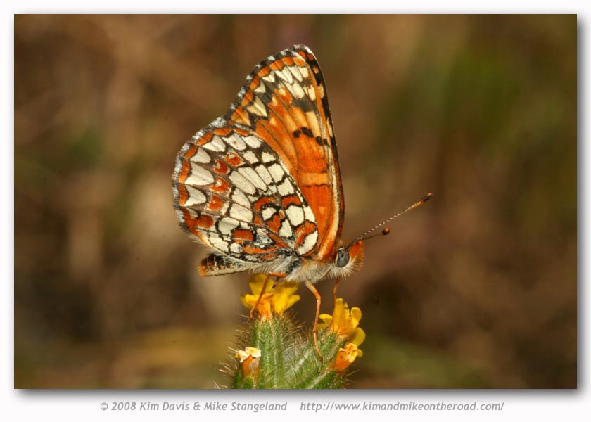 Chlosyne palla australomontana (Northern Checkerspot)