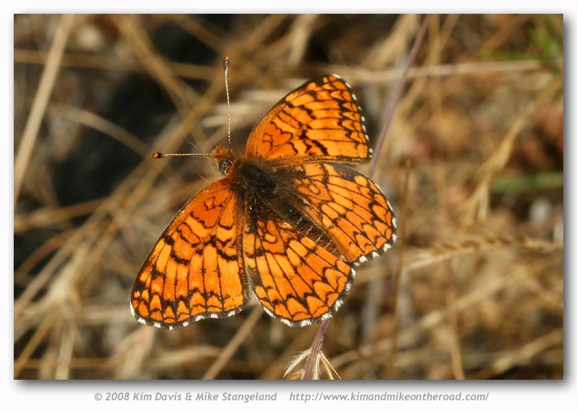 Chlosyne palla australomontana (Northern Checkerspot)