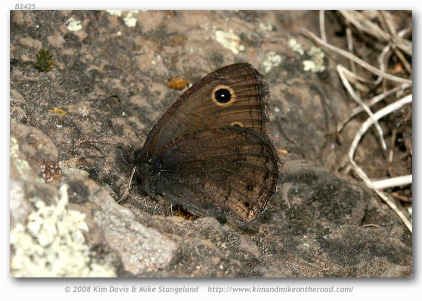 Cercyonis oetus charon (Small Wood-Nymph)