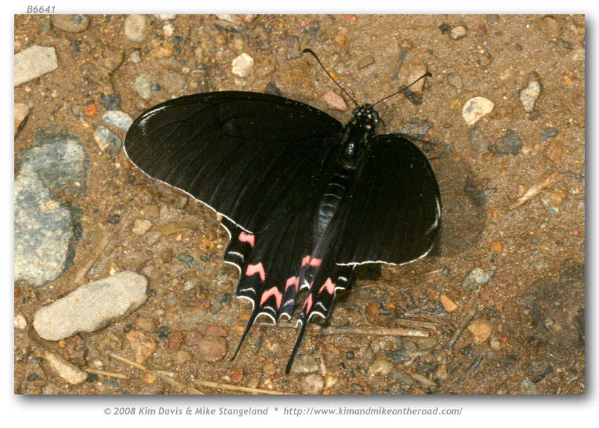Mimoides thymbraeus aconophos (White-crescent Swallowtail)
