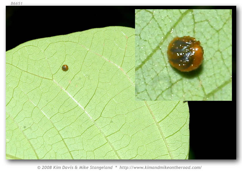 Parides erithalion polyzelus (Variable Cattleheart)