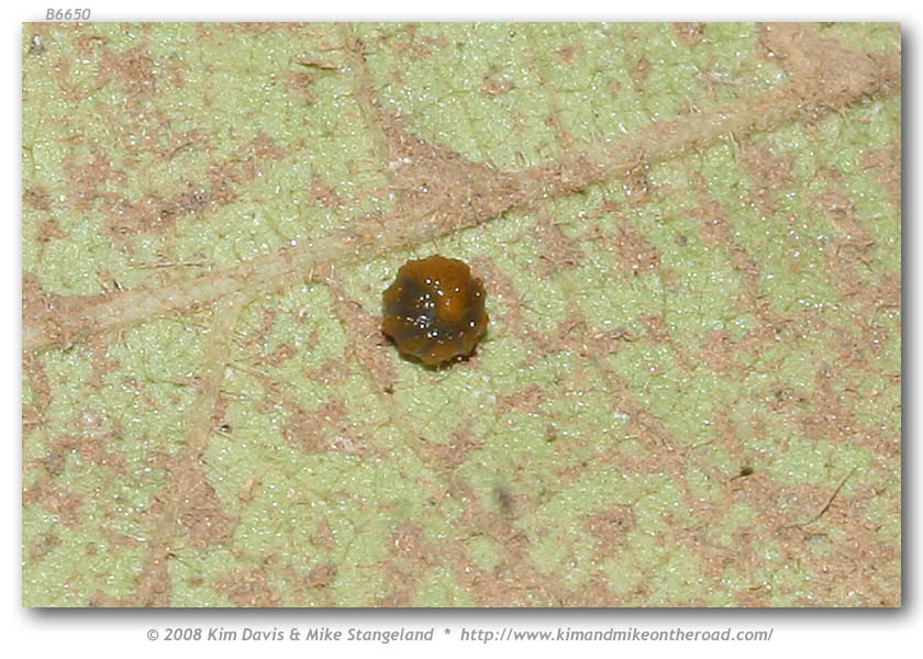 Parides erithalion polyzelus (Variable Cattleheart)