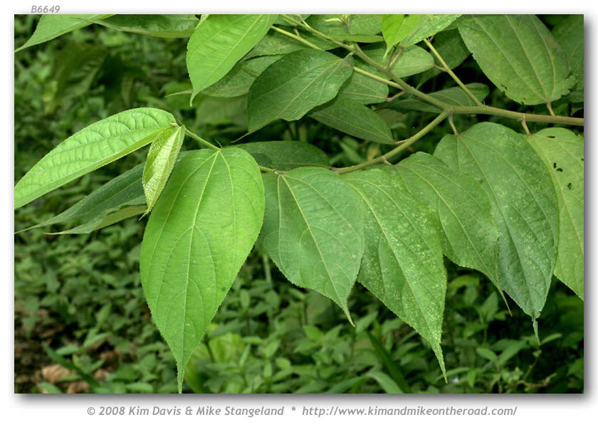 Parides erithalion polyzelus (Variable Cattleheart)