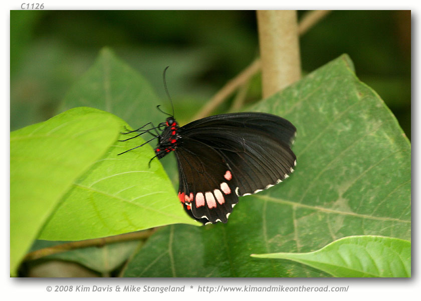 Parides erithalion polyzelus (Variable Cattleheart)