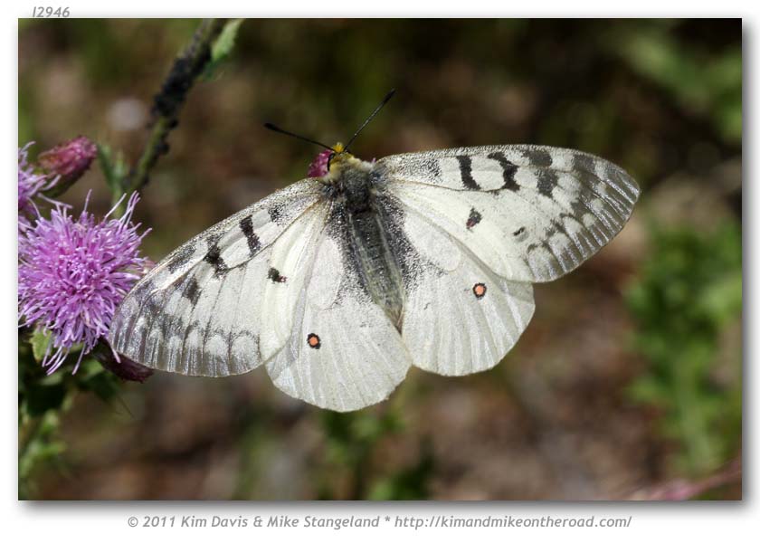 Parnassius clodius sol (Clodius Parnassian)