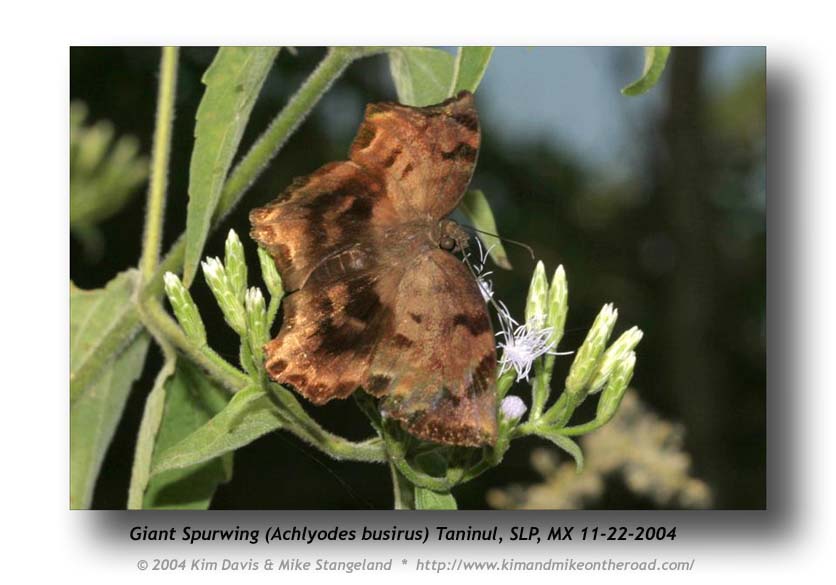 Giant Spurwing
