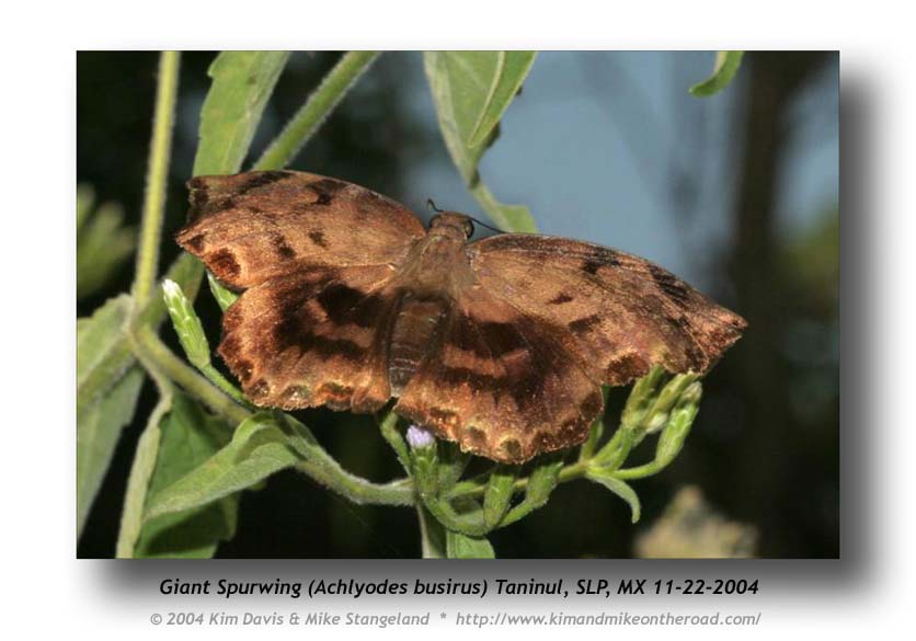 Giant Spurwing