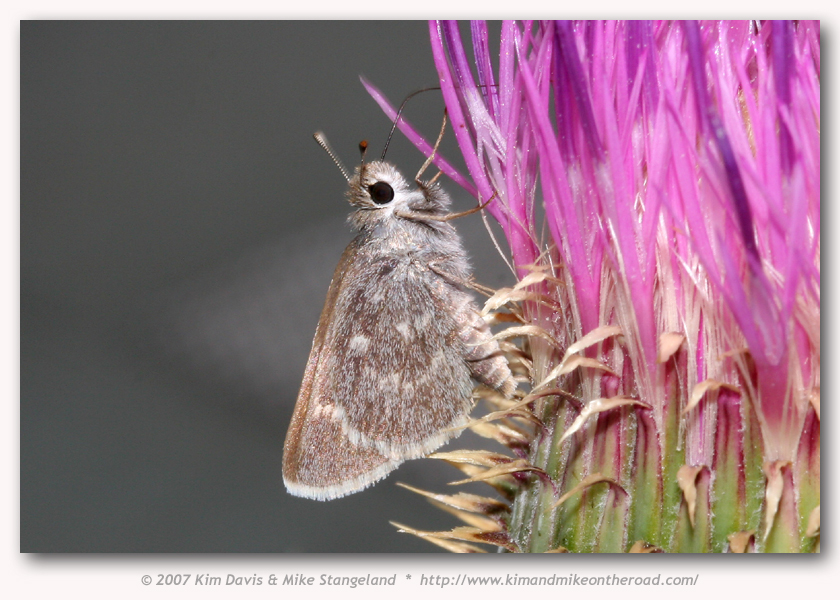 Simius Roadside-Skipper