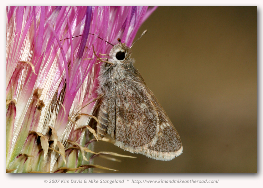 Simius Roadside-Skipper