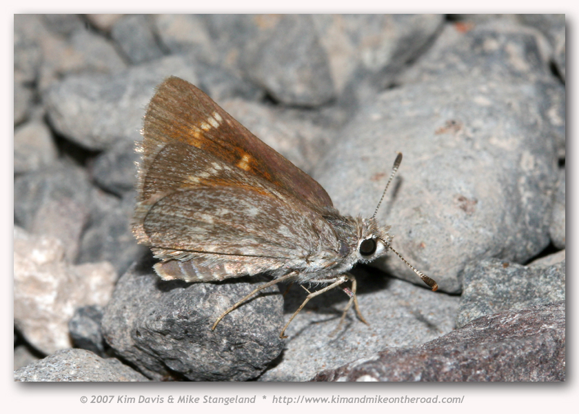 Simius Roadside-Skipper
