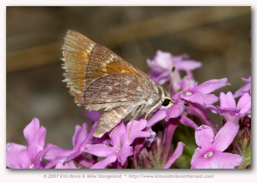 Simius Roadside-Skipper