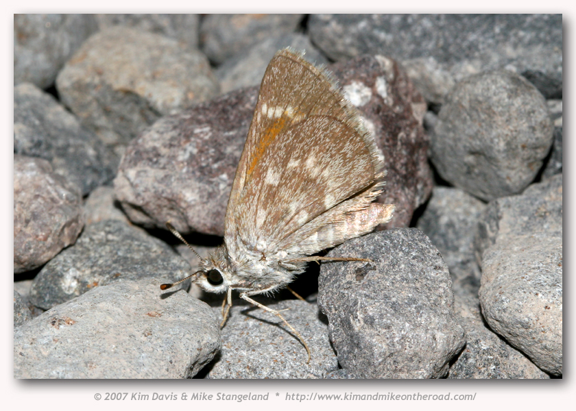 Simius Roadside-Skipper