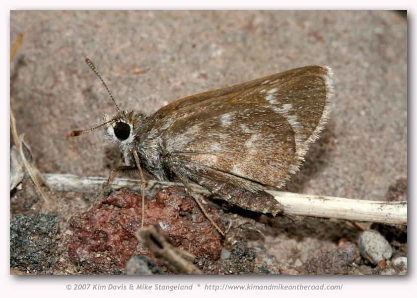 Simius Roadside-Skipper