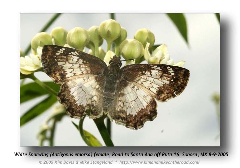 White Spurwing