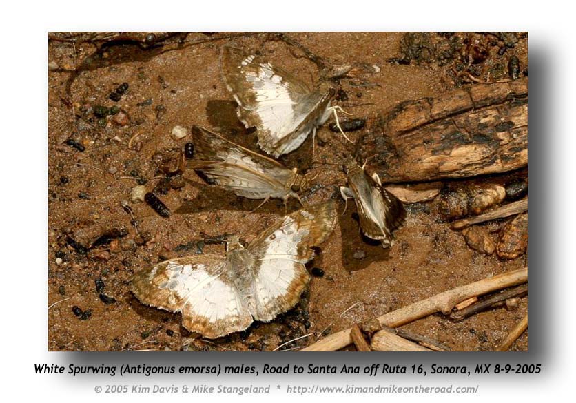White Spurwing