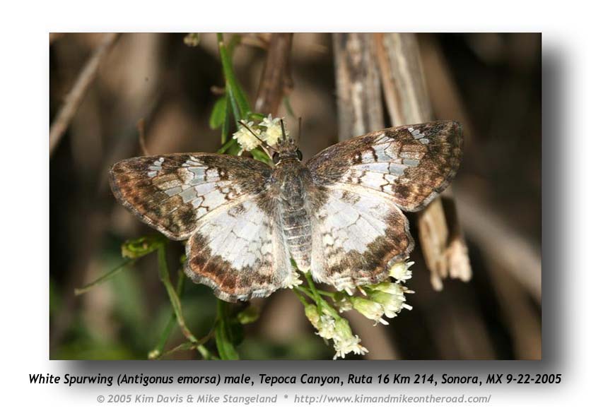 White Spurwing