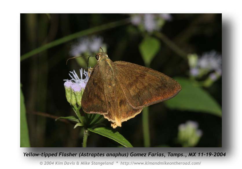 Yellow-tipped Flasher