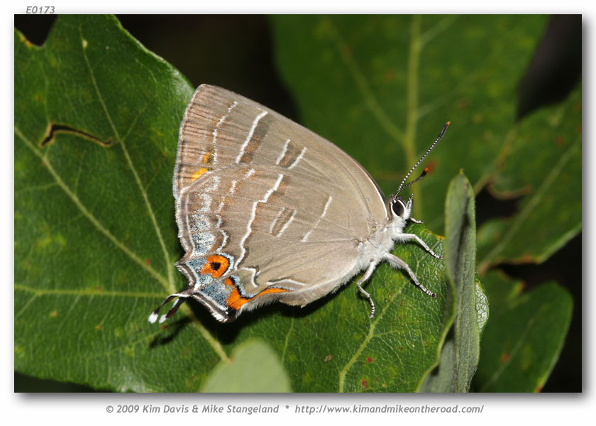 Hypaurotis c. crysalus (Colorado Hairstreak)