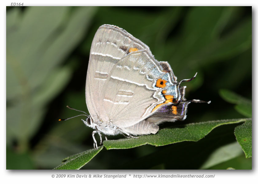 Hypaurotis c. crysalus (Colorado Hairstreak)